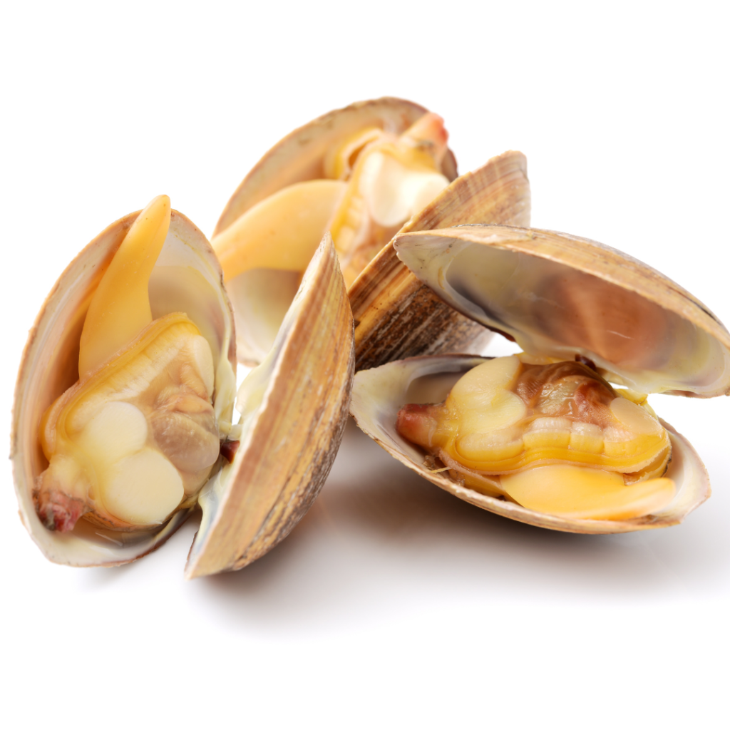 Clams, a staple on the Japanese dining table: Introducing their ...